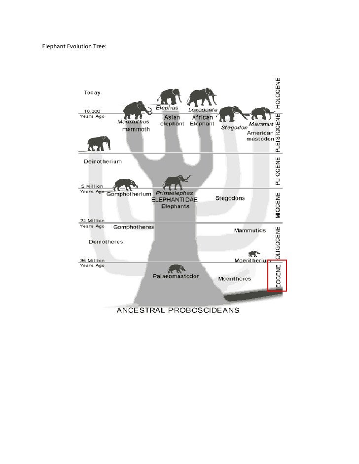 Elephant evolution tree