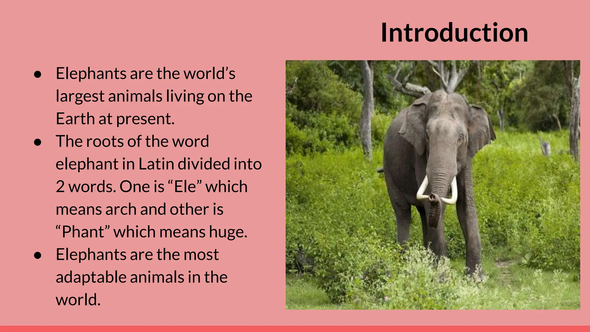 Elephant evulution.pptx..all about the elephant evolution | PPTX