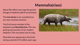 Elephant evulution.pptx..all about the elephant evolution | PPTX