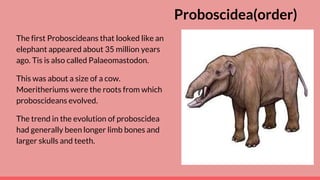 Elephant evulution.pptx..all about the elephant evolution | PPT