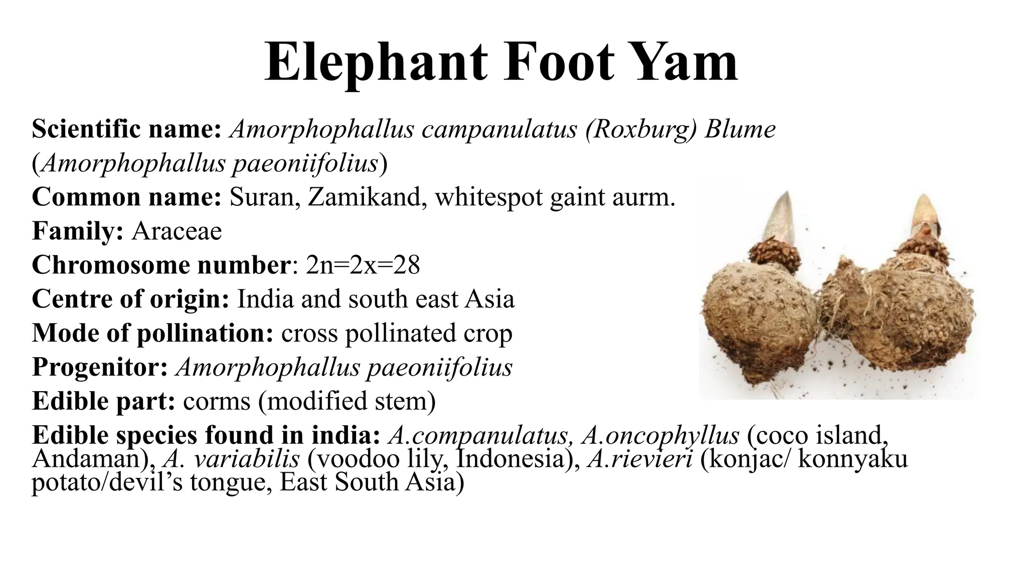 ELEPHANT FOOT YAM Sumit Acharya(original) Underexploited Tuber crop.pdf