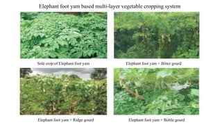 ELEPHANT FOOT YAM Sumit Acharya(original) Underexploited Tuber crop.pdf ...