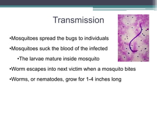 Can Treated Mosquito Net Stop Elephantiasis
