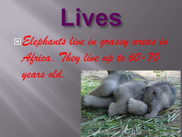 Elephants | PPT