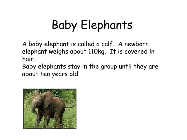 Elephant report | PPT