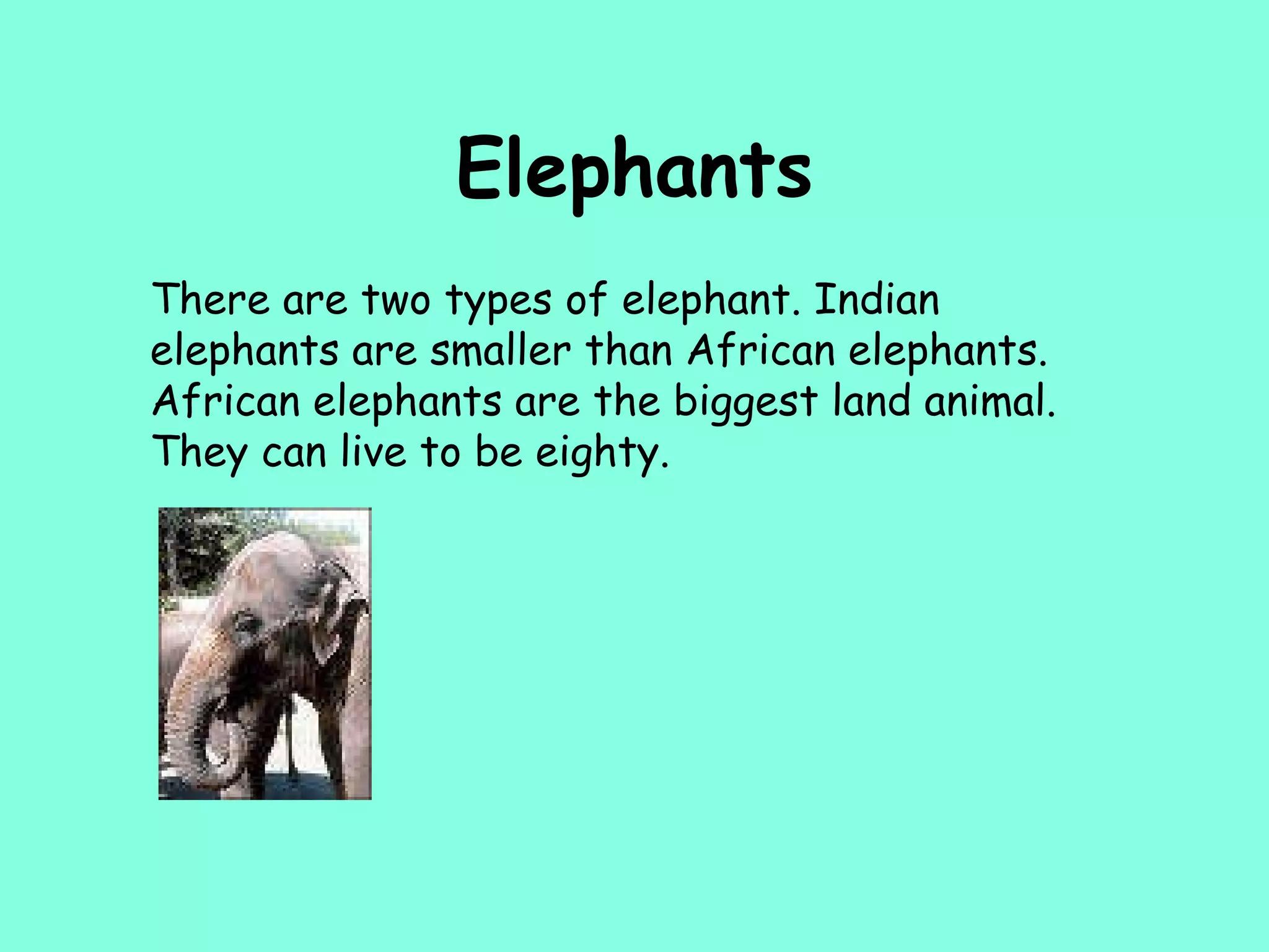 Elephant report | PPT