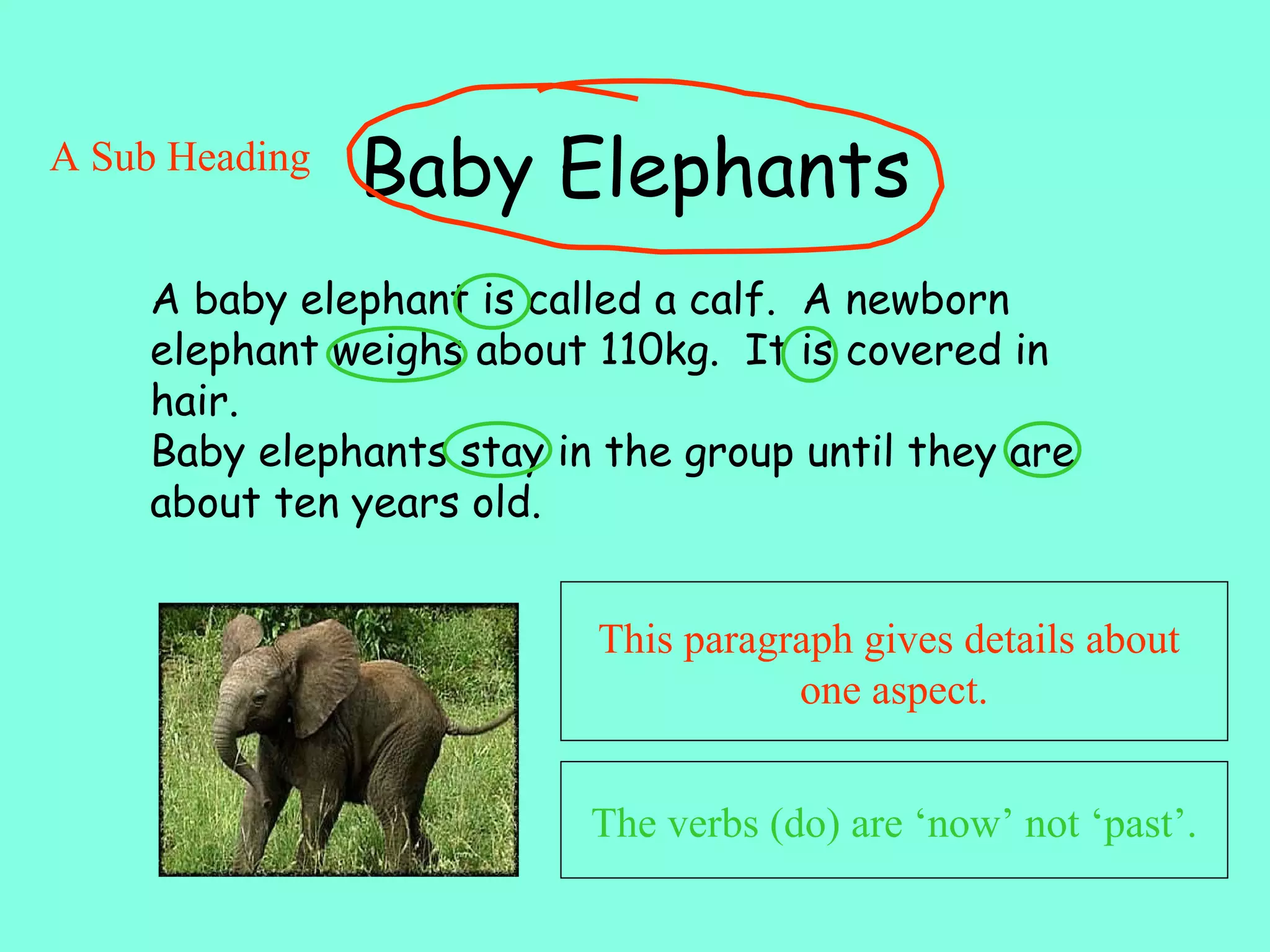 Elephant report | PPT