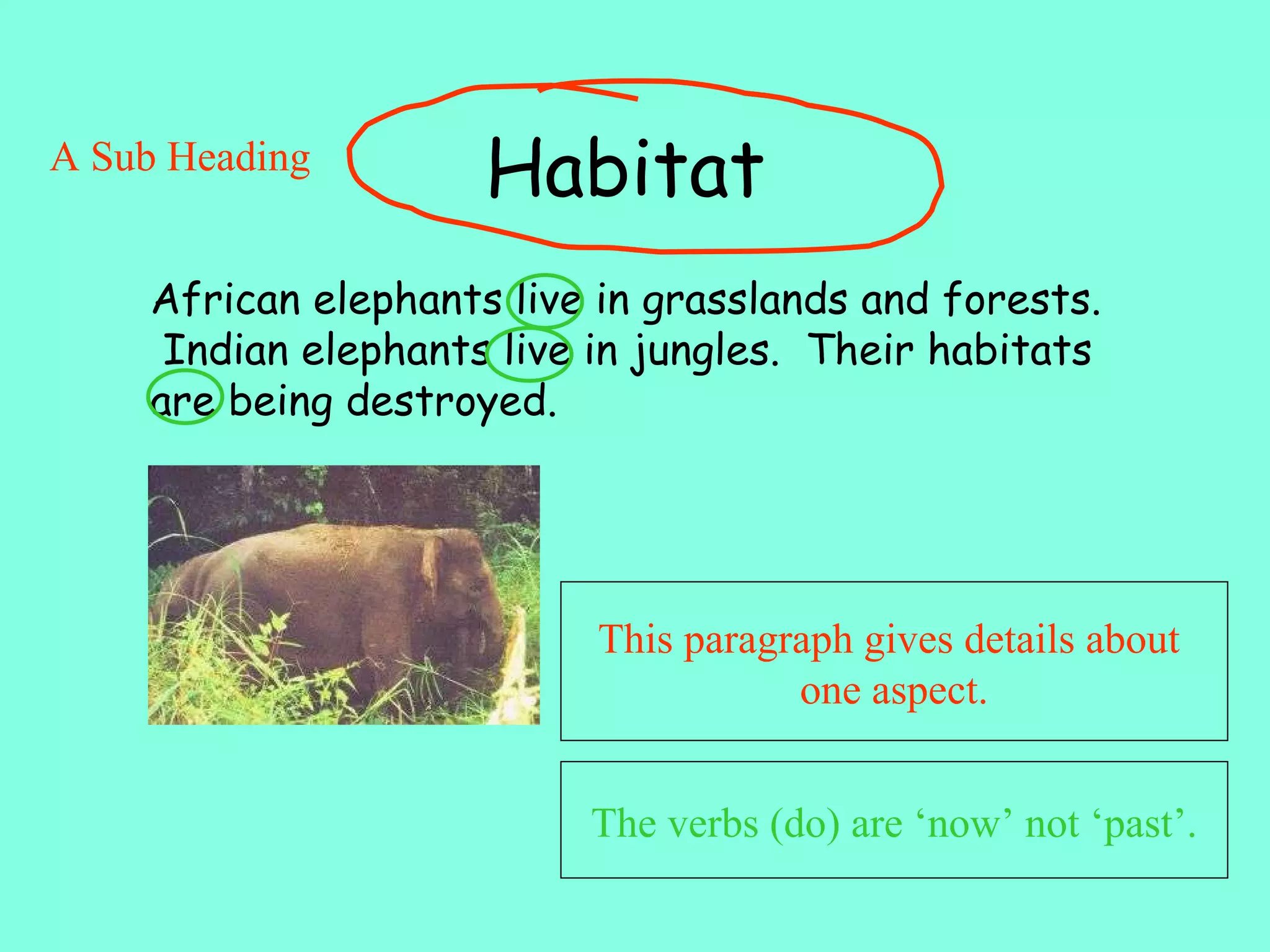 Elephant report | PPT