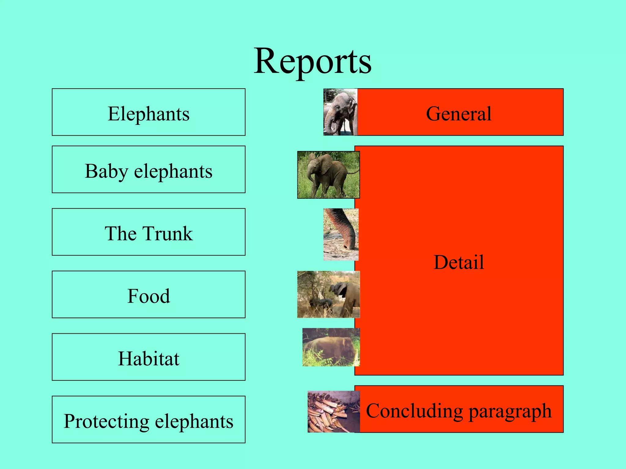 Elephant report | PPT