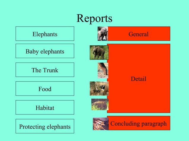 Elephant report | PPT