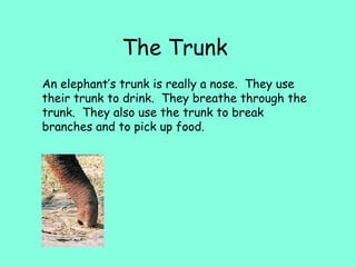 Elephant report | PPT