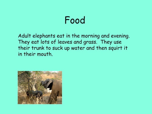 Elephant report | PPT