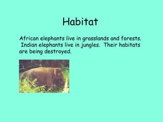 Elephant report | PPT