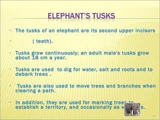 Elephants | PPT | Large Animals | Pets