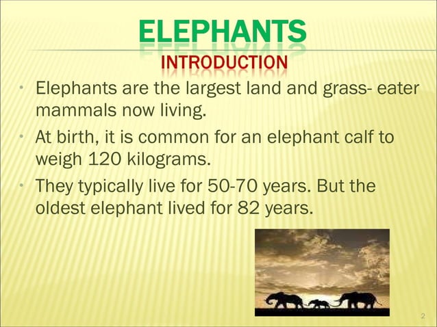 Elephants | PPT | Large Animals | Pets
