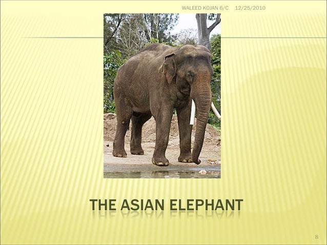 Elephants | PPT | Large Animals | Pets