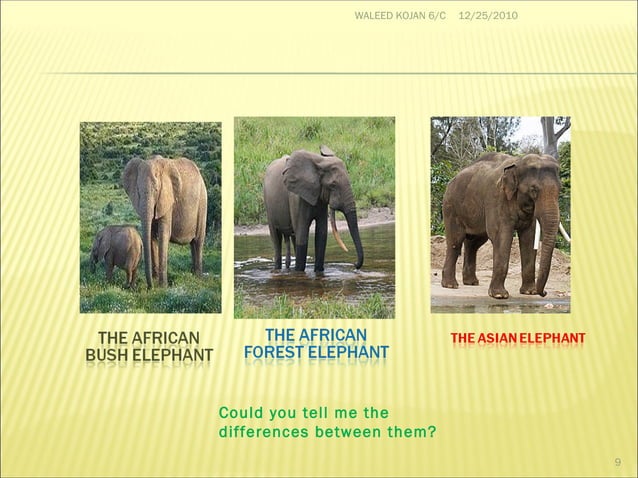 Elephants | PPT
