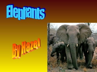 Elephants | PPT