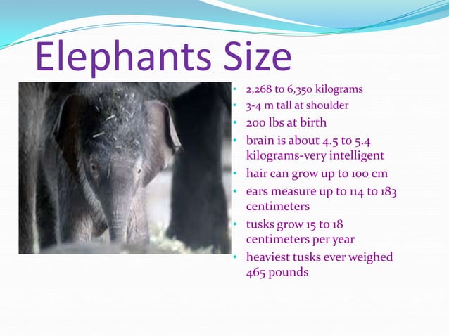 Elephants | PPT