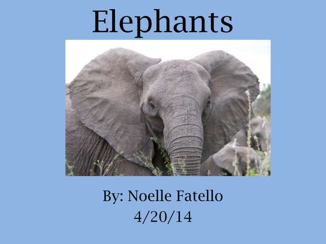 Elephants | PPTX