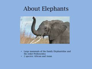 Elephants | PPTX