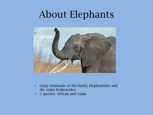 Elephants | PPTX
