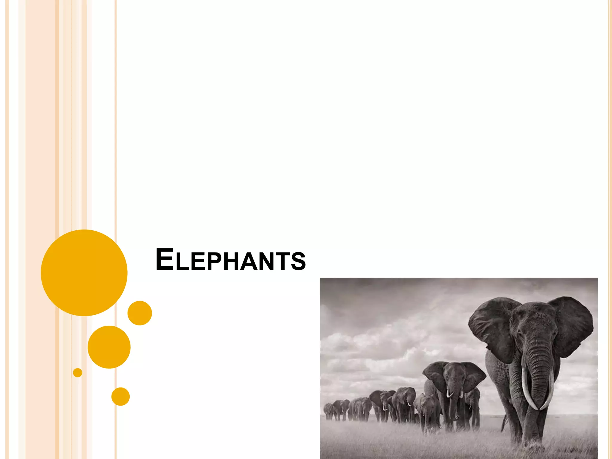 Elephants | PPTX