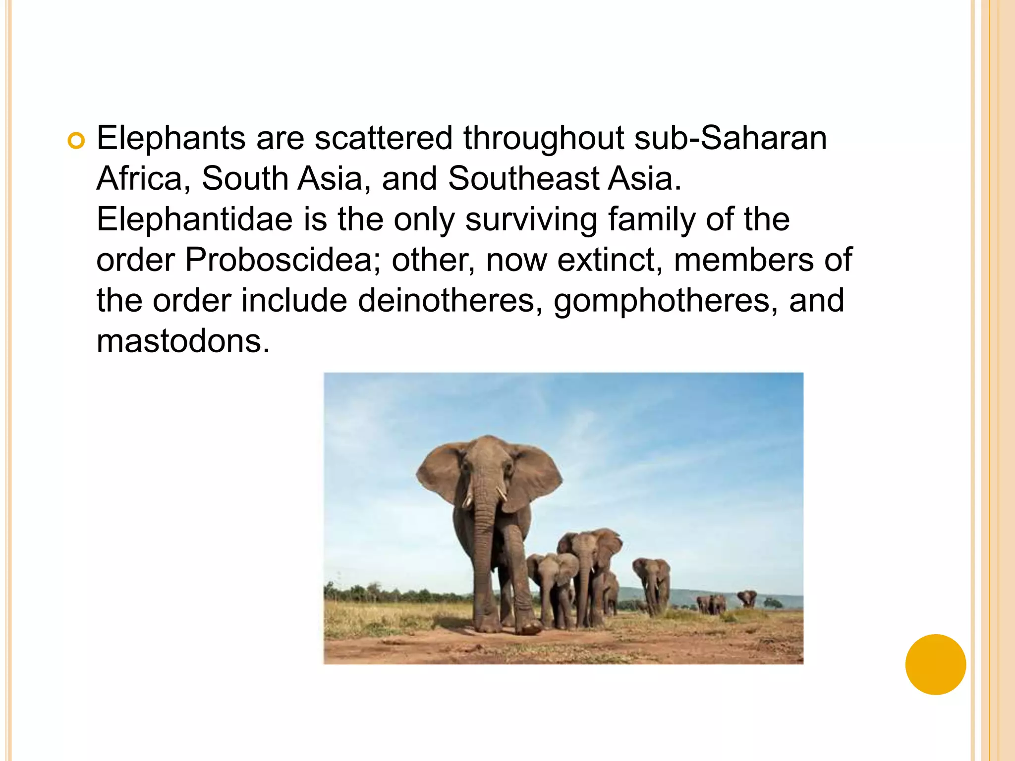 Elephants | PPTX