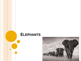 Elephants | PPTX