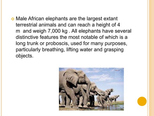 Elephants | PPTX | Large Animals | Pets