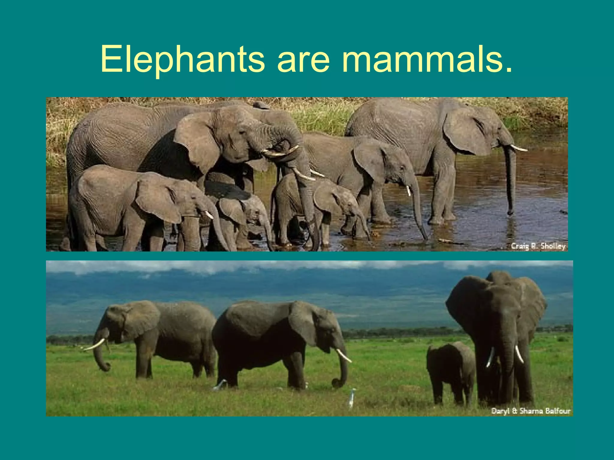 Elephants | PPT