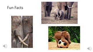 Elephants | PPT