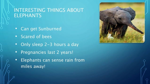 Elephants!! | PPTX