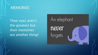 Elephants!! | PPTX