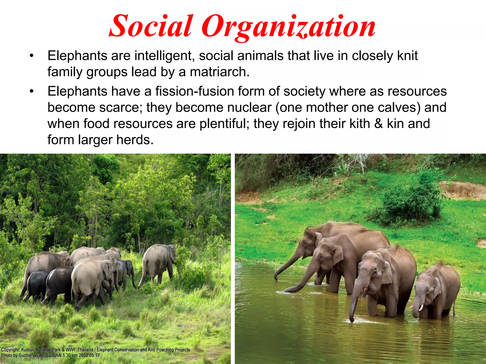 Elephants of the World | PDF