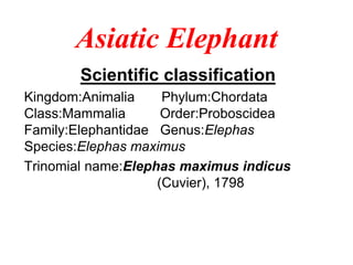 Elephants of the World | PDF