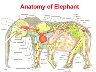 Elephants of the World | PDF