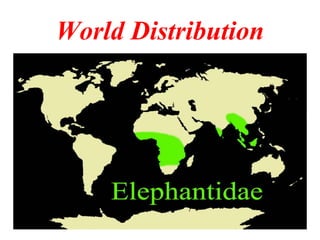 Elephants of the World | PDF