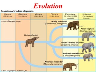 Evolution Of Elephants