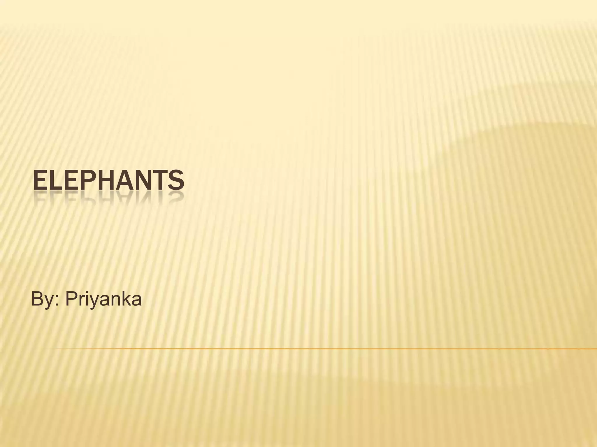Elephants (1) | PPT
