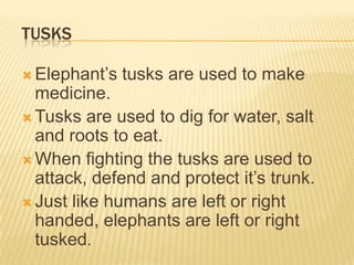 Elephants (1) | PPT