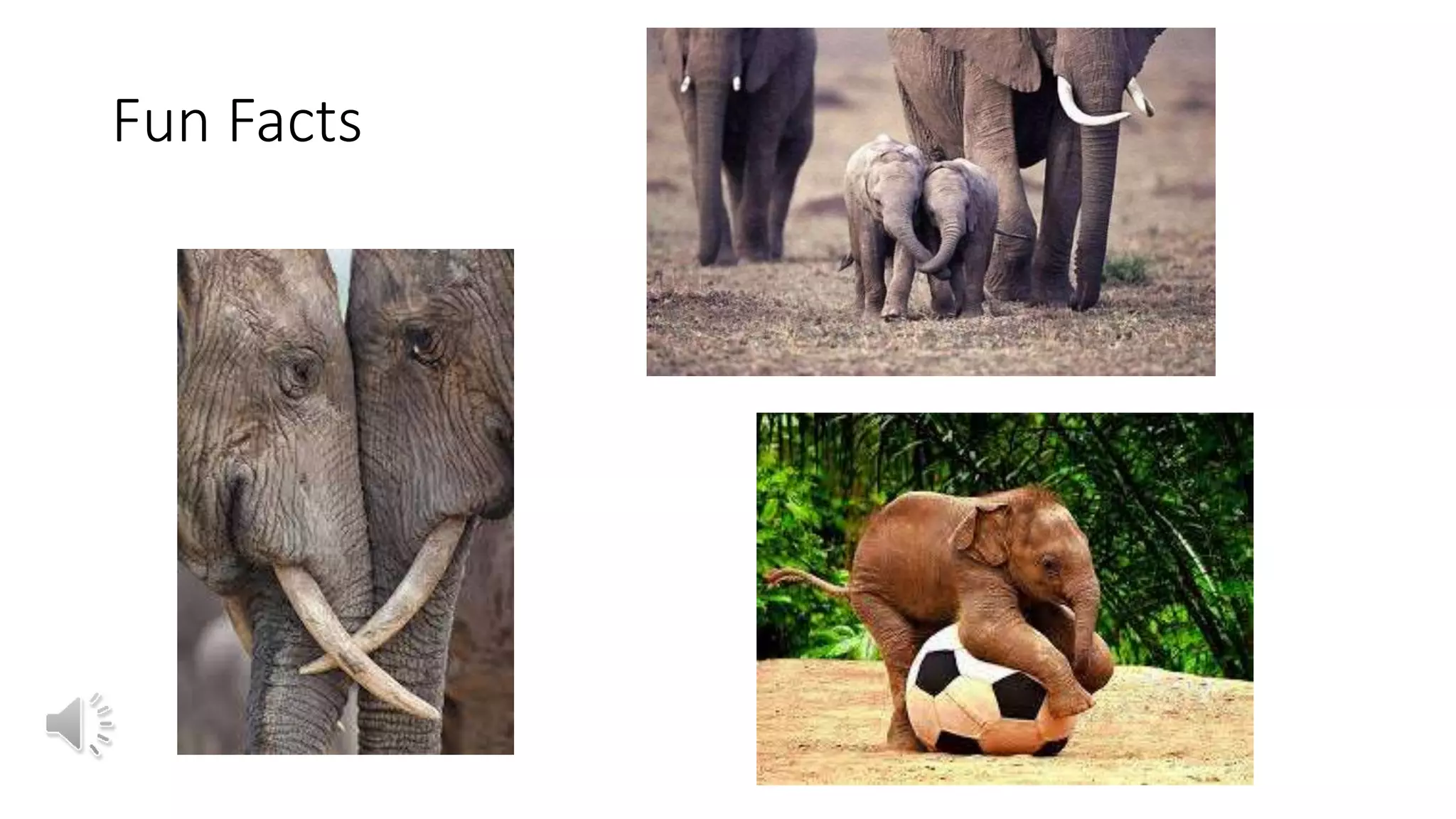 Elephants Slideshow | PPTX