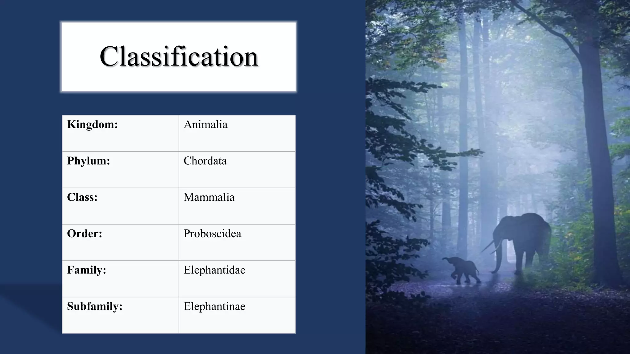 Elephants behaviour | PPTX