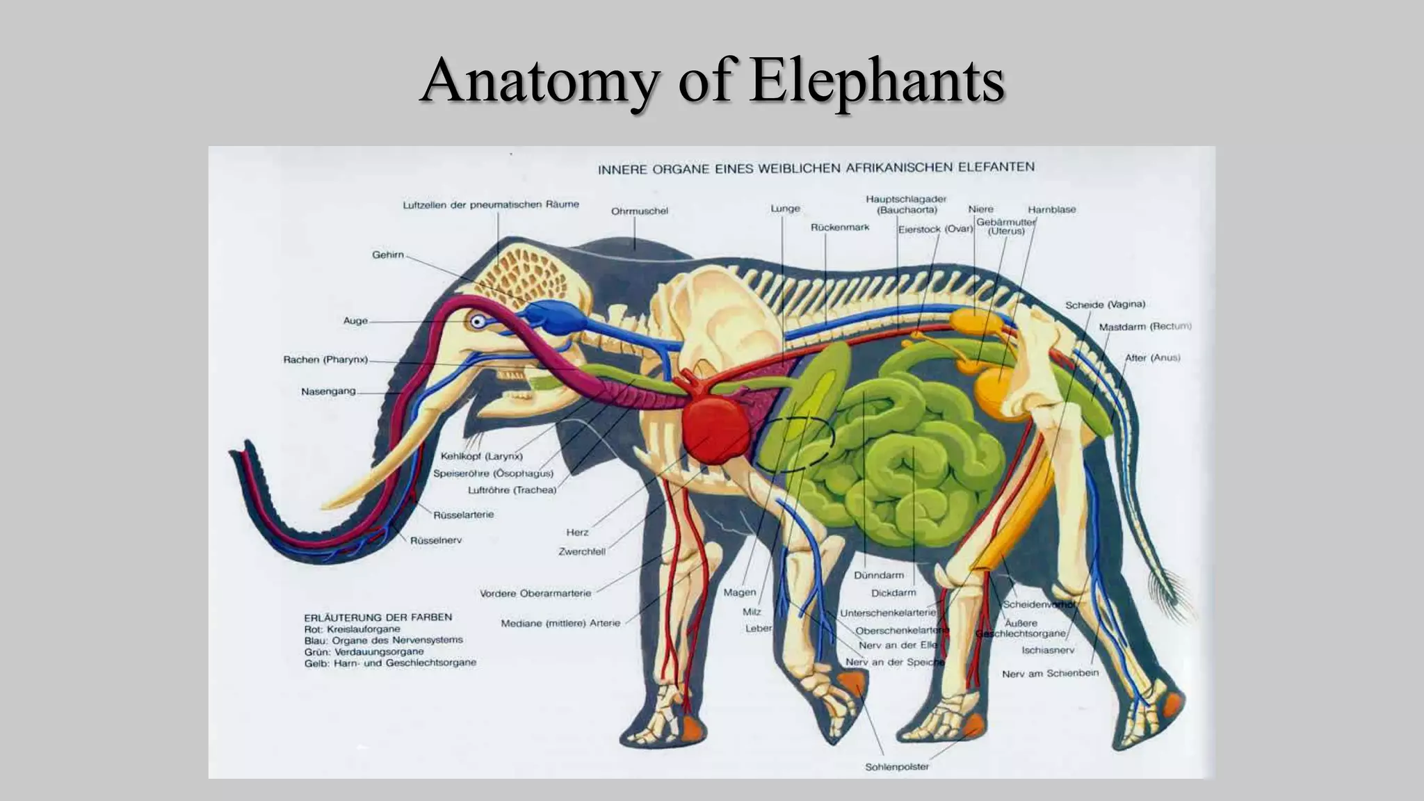 Elephants behaviour | PPTX