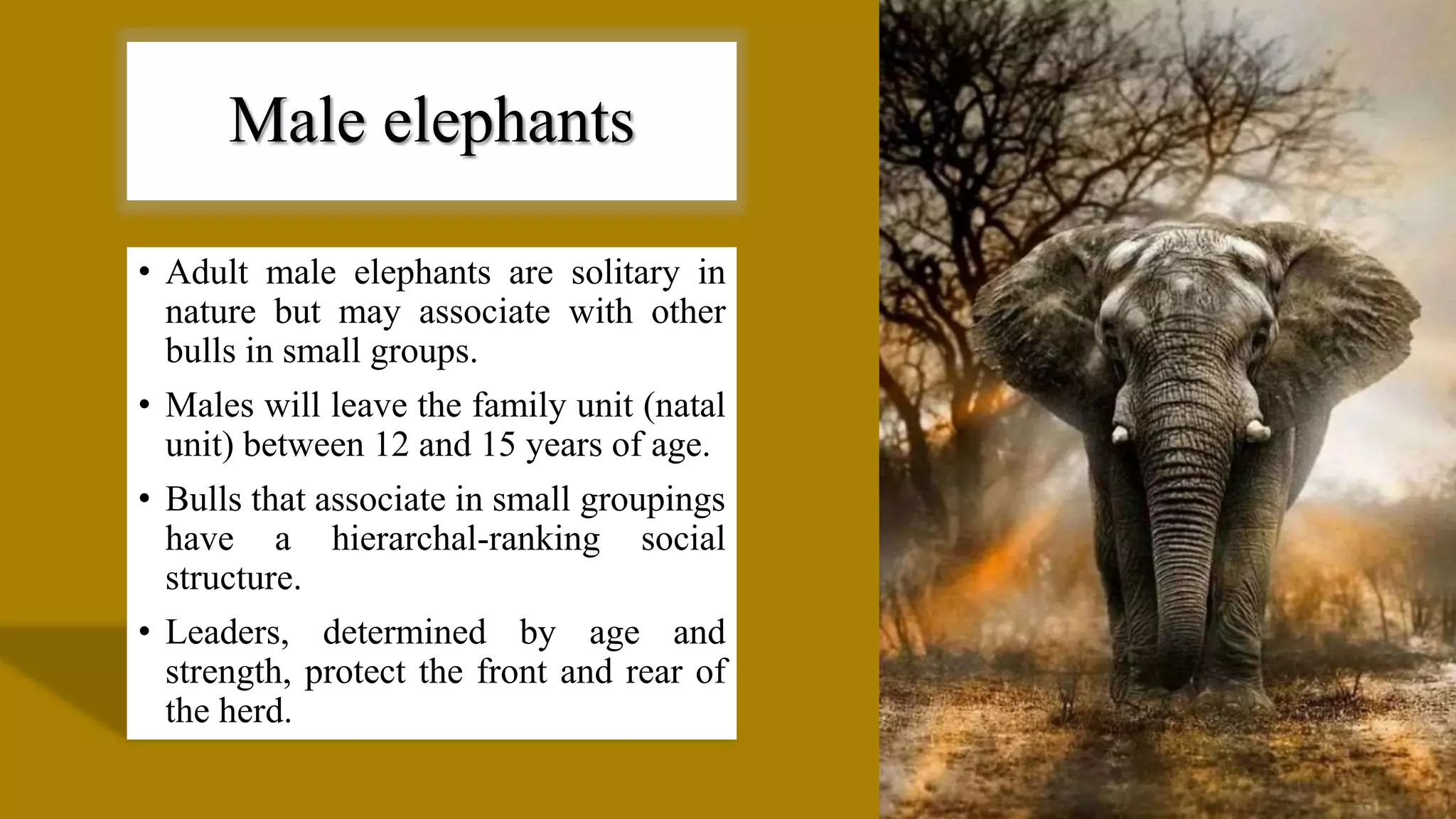 Elephants behaviour | PPTX