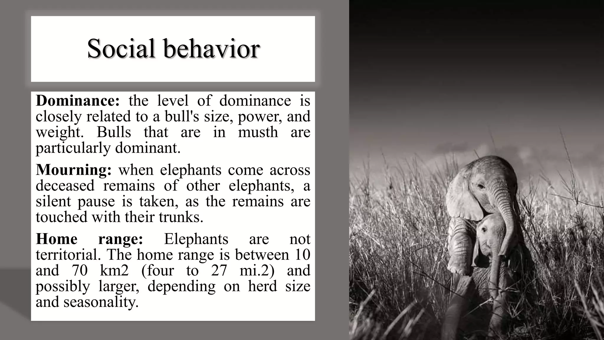 Elephants behaviour | PPTX