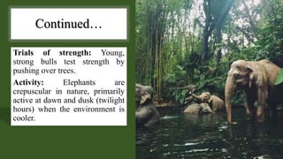 Elephants behaviour | PPTX