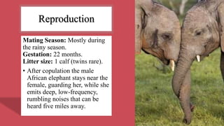 Elephants behaviour | PPTX
