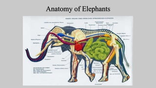 Elephants behaviour | PPTX