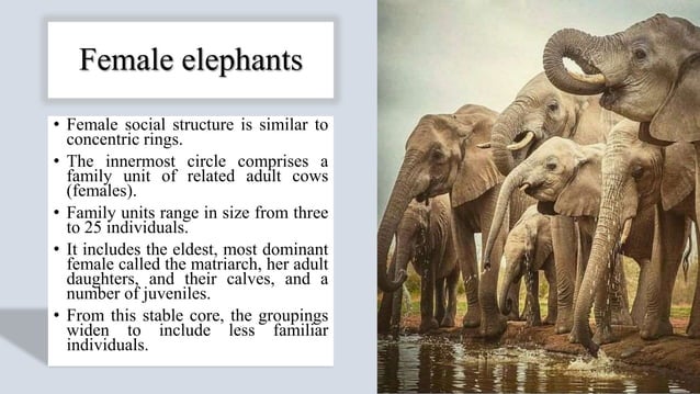 Elephants behaviour | PPTX | Large Animals | Pets